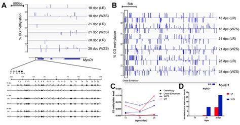 Validation Between Dna Methylation And Gene Expression In The Myod Download Scientific Diagram