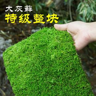 整块鲜活苔藓微景观盆景铺面庭院装饰青苔植物雨林水陆缸造景材料 阿里巴巴