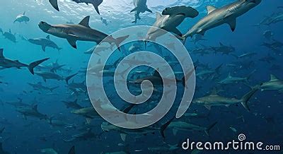 Group Of Hammerhead Sharks Underwater Royalty Free Stock Image