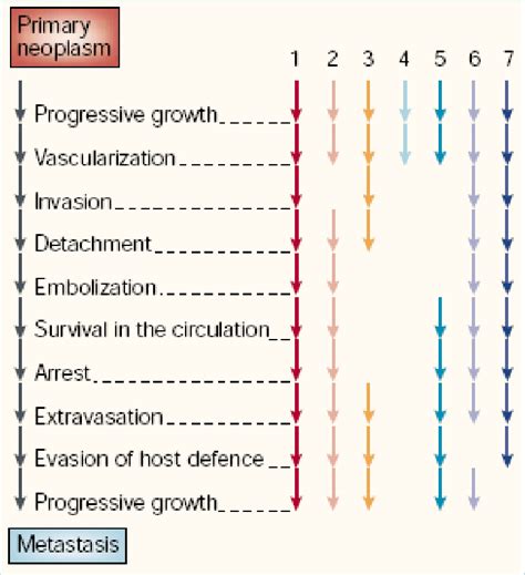 10 Sequential Steps In The Pathogenesis Of Metastasis The Progression Download Scientific