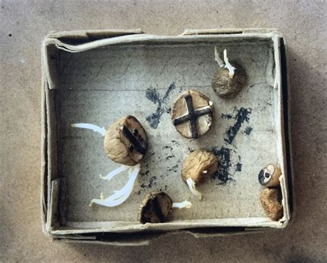 Potato Cuts Of The Mathematical Symbols Which Sprouted Andrew Lanyon