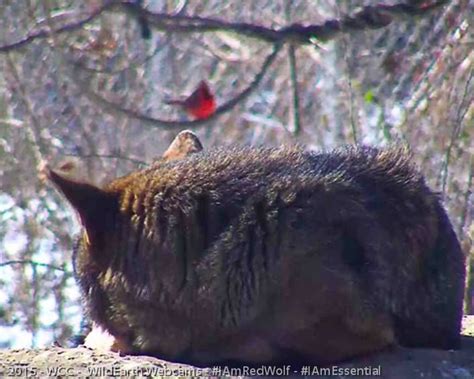 Red Wolf Conservation At Wolf Conservation Center