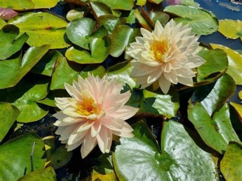 Nymphaea Awesome Water Lily Aquatic Plants Nursery
