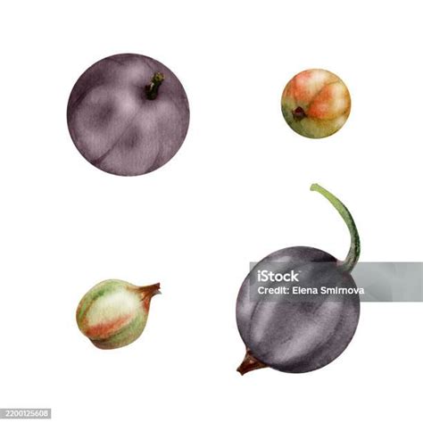 건포도 구스베리 과일 손으로 그린 수채화 정원 베리 카세유 조스타베리 허클베리 준베리 식물 고립 요소 그림 레스토랑 카페 메뉴