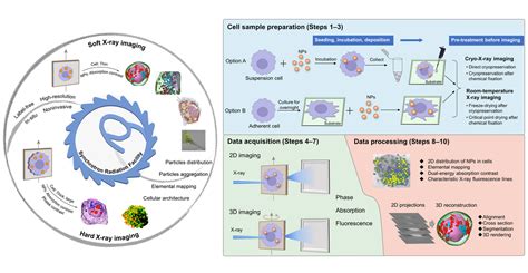 Synchrotron Radiation X Ray Microscopy Techniques Eyes To See The Nanomaterials And Subcellular