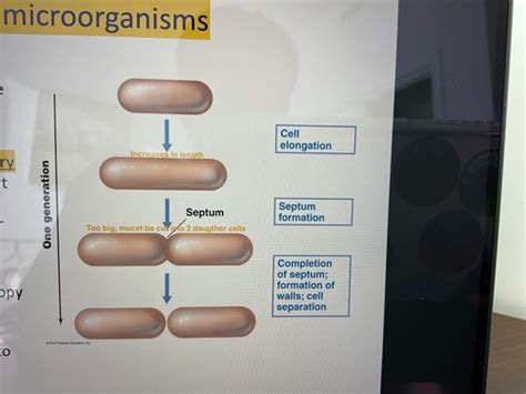 Microbial Growth Flashcards Quizlet