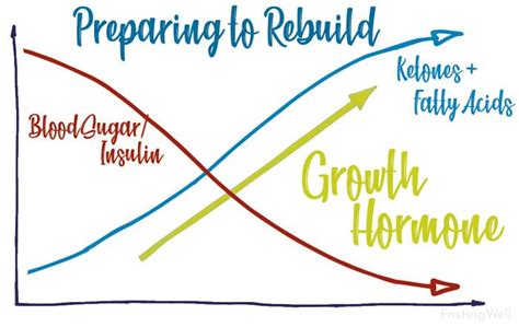 The 5 Stages Of Fasting Benefits How To Make Easier