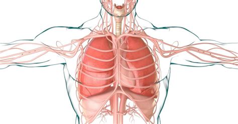 Human Physiological Multimodal Signal Emulation Environment By Utilizing Comprehensive Validated