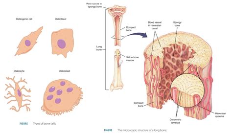 Bone Cell Structure Diagram