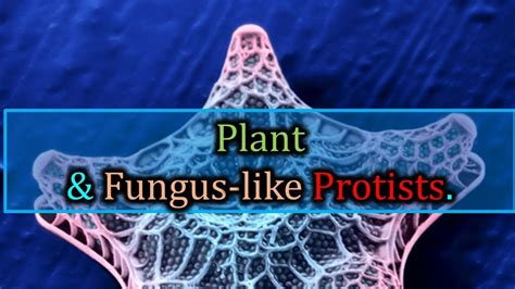 Fungus Like Protists