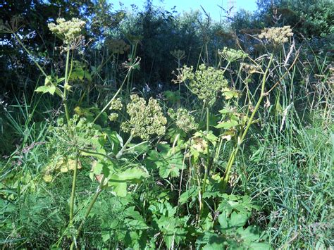 The Spruce Log Cow Parsnip Toxicity