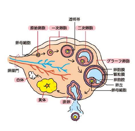 遺残卵胞 国分寺・国立の漢方専門 宣学内ナカムラ薬局（不妊症・栄養相談等）