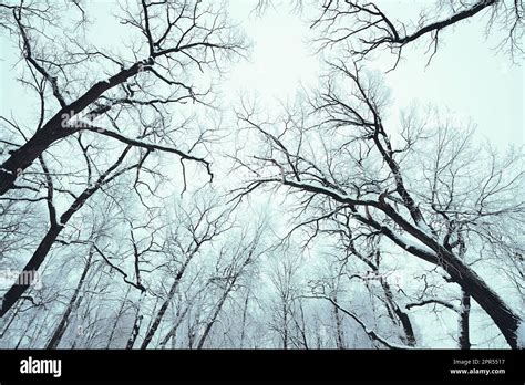 Tree Branches Without Leaf Covered By Snow On Winter Sky Background