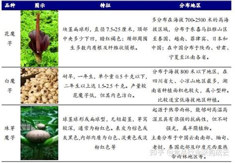 食材篇魔芋 一致分享 知乎