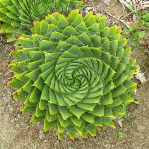 Aloe Polyphylla Care Guide And Growing Tips