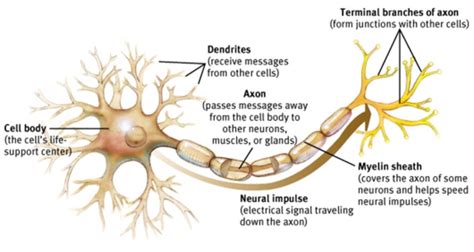 Full Neuron Diagram Labeled