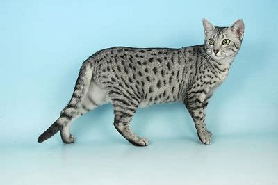 Egyptian Mau Breeders