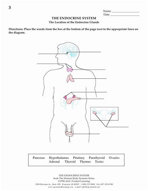 Endocrine Worksheet