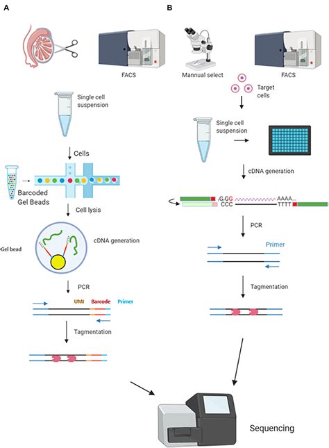 Frontiers The Application Of Single Cell Rna Sequencing In Mammalian