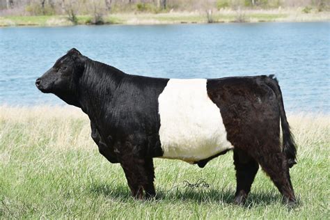 Belted Galloways Bulls Four Starr Genetics Bull Galloway Cattle Cattle Farming