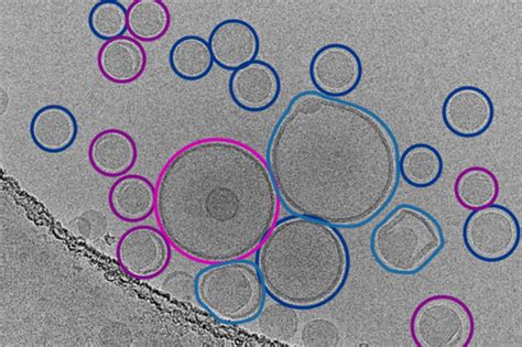 Nanoparticle Morphology Analysis Services