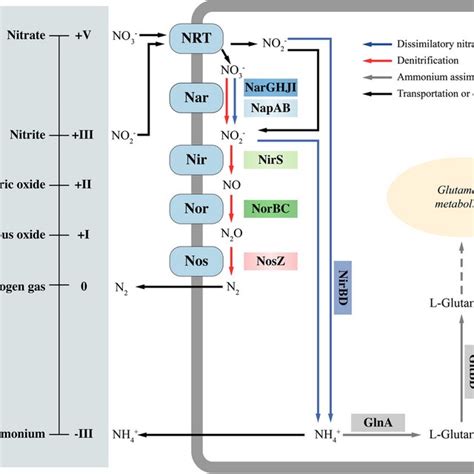 Putative Nitrate Reduction Pathways And Related Genes In Pseudomonas Download Scientific