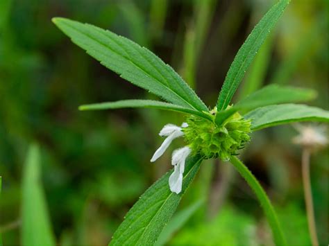 Importance Of Thumba Poo In Onamഓണത്തിന് എന്തുകൊണ്ടാണ് തുമ്പപ്പൂവിന്