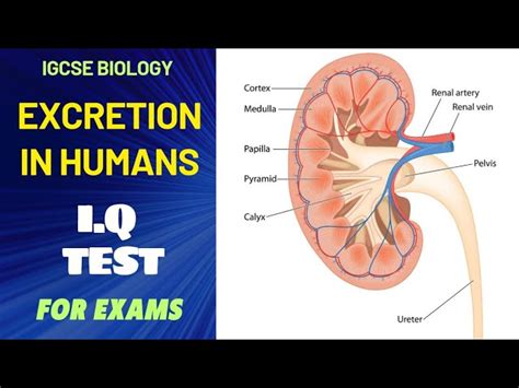 Igcse Biology 2i Excretion Humans Excretion In Humans Biology Igcse