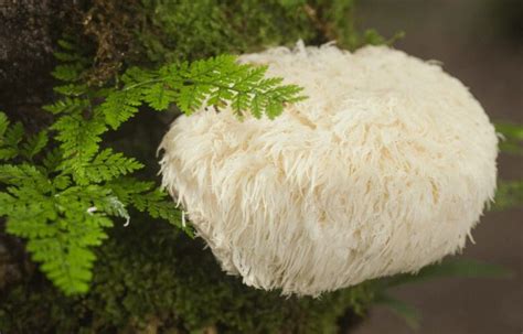 7 Ways Mushroom Extract Supplements Can Boost Your Health Healing