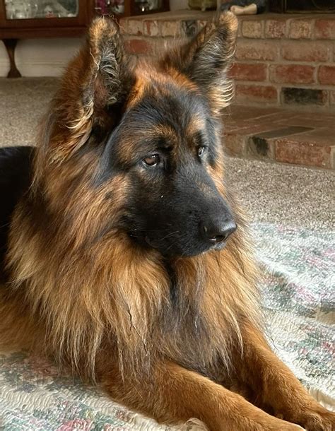 King Shepherd The Biggest Shepherd Breed Overview Artofit