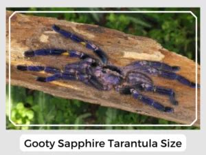 Gooty Sapphire Tarantula Poecilotheria Metallica Facts