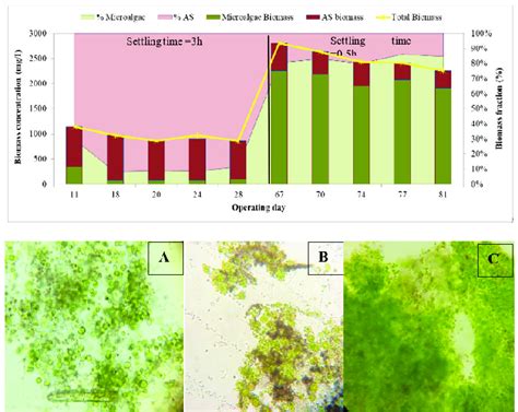 Growth Of Microalgae And As In The Pbr At Different Settling Times Download Scientific Diagram