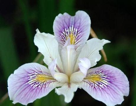 Las Irises