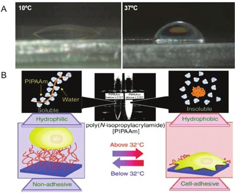 Modulation Of Surface Properties Using Temperature Responsive