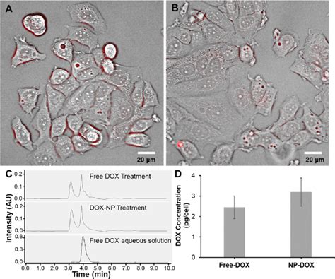 Cellular Quantification Of Doxorubicin A Cells Treated With Free Download Scientific Diagram