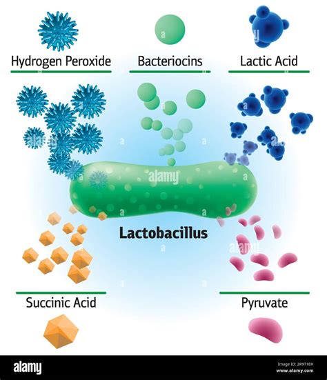 Chemical Elements Produced By Lactobacillus Vector Medical