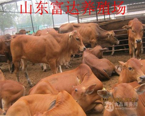 贵州大型肉牛养殖基地 贵州大型肉牛养殖基地 食品商务网