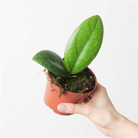 Hoya Puom Siam Ruby Plants