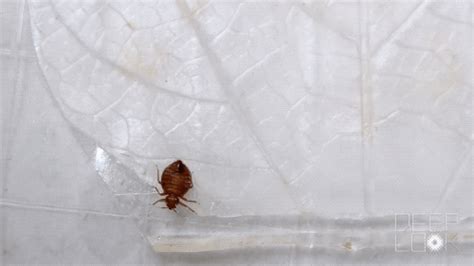 Fascinating Sex Facts From Every Corner GIFS Izispicy Com