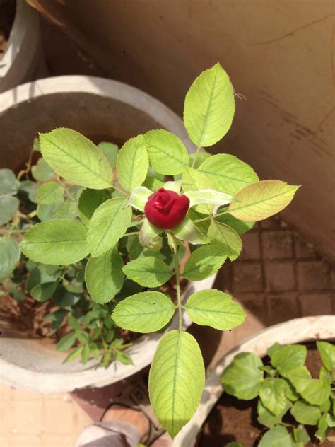 무료 이미지 나무 잎 꽃 피는 식물 관엽 식물 식품 목초 생기게 하다 다년생 식물 2448x3264