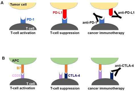Molecules Free Full Text Molecular Interactions Of Antibody Drugs