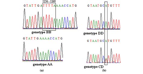 The Mutations Of Goat Myostatin Mstn Gene At The Loci Of 1256