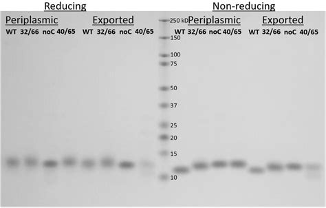 Figure Si 6 Effect Of Disulfide Bonds On Hdea Variants Migration In Download Scientific