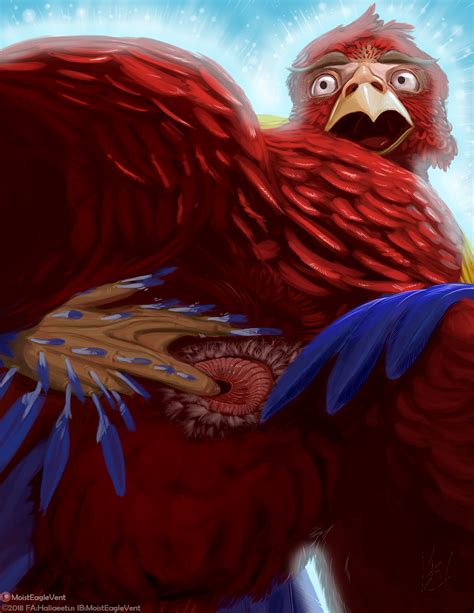 Rule 34 Animal Genitalia Avian Beak Bird Blue Body Blue Feathers