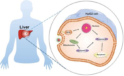 Selenium Nanoparticles Synergistically Stabilized By Starch Microgel