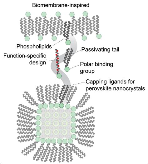 Empa And Eth Zurich Researchers Boost Quantum Dot Brightness Revolutionising Display Technology