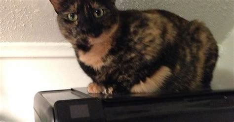 Printer Attachment Imgur