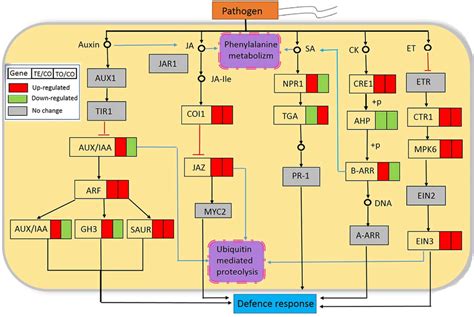 Differentially Expressed Genes Degs Involved In The Phytohormone