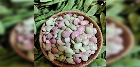 ကန့်ဘလူမြို့မဈေးတွင် ဖြစ်ပေါ်နေသော ဘိုစားပဲစို ဈေးနှုန်းအခြေအနေ Consumer