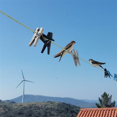 The Happy Birds HUAWEI Community